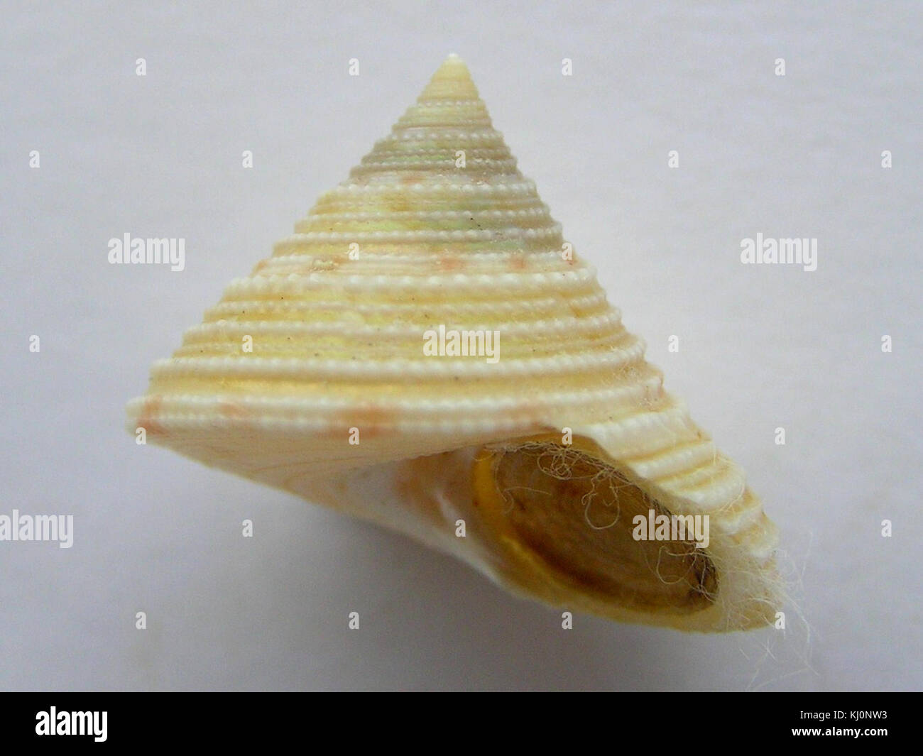 Calliostoma bairdii 002 Stock Photo - Alamy