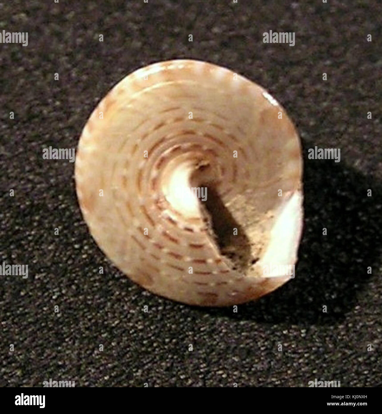 Calliostoma conulus 004 Stock Photo - Alamy