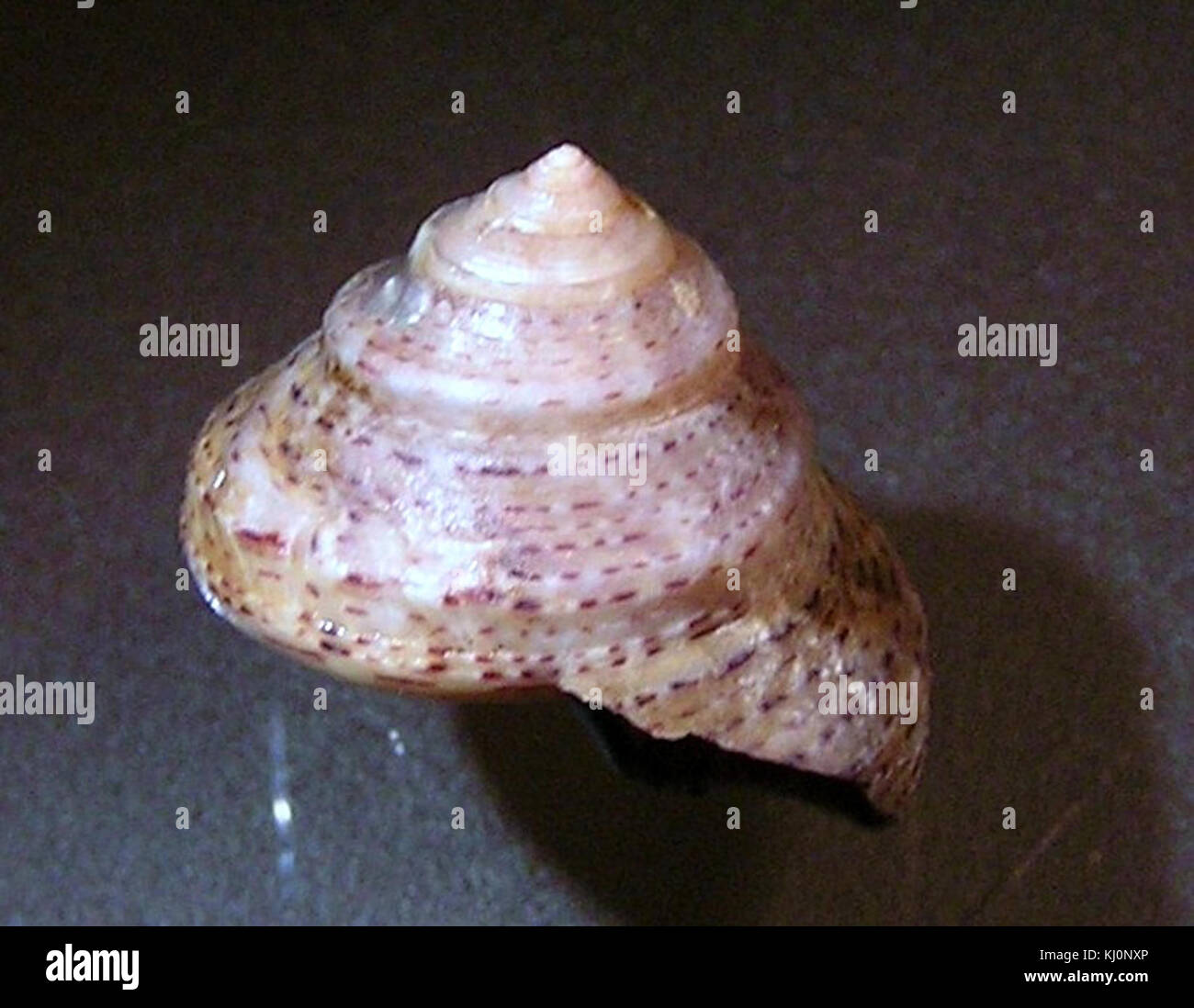 Calliostoma eximium 001 Stock Photo - Alamy