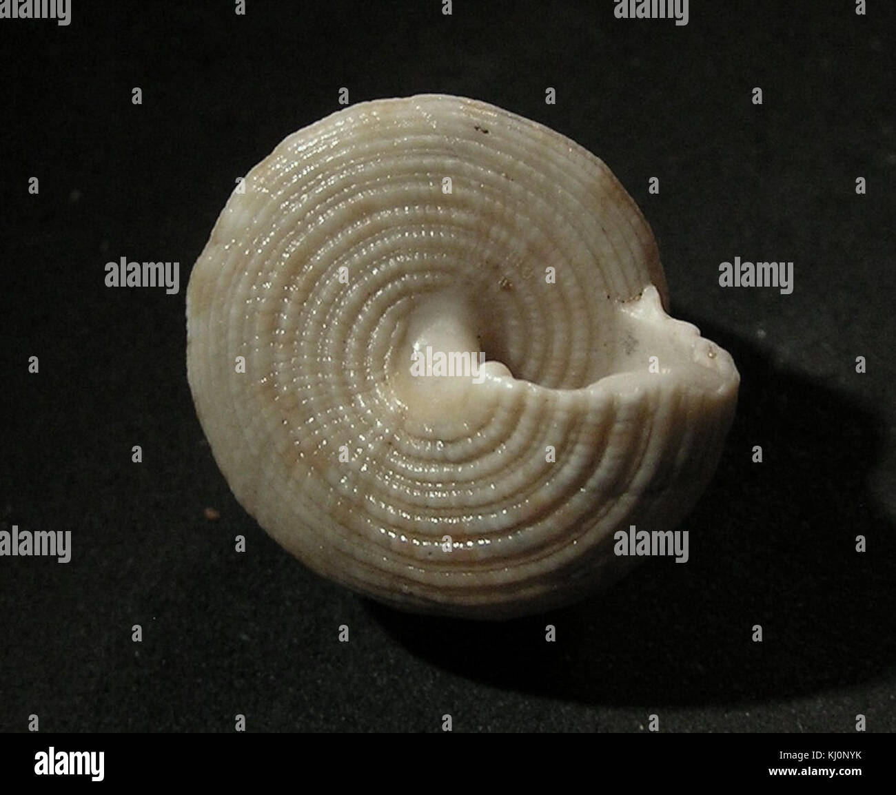 Astele similaris 001 Stock Photo - Alamy