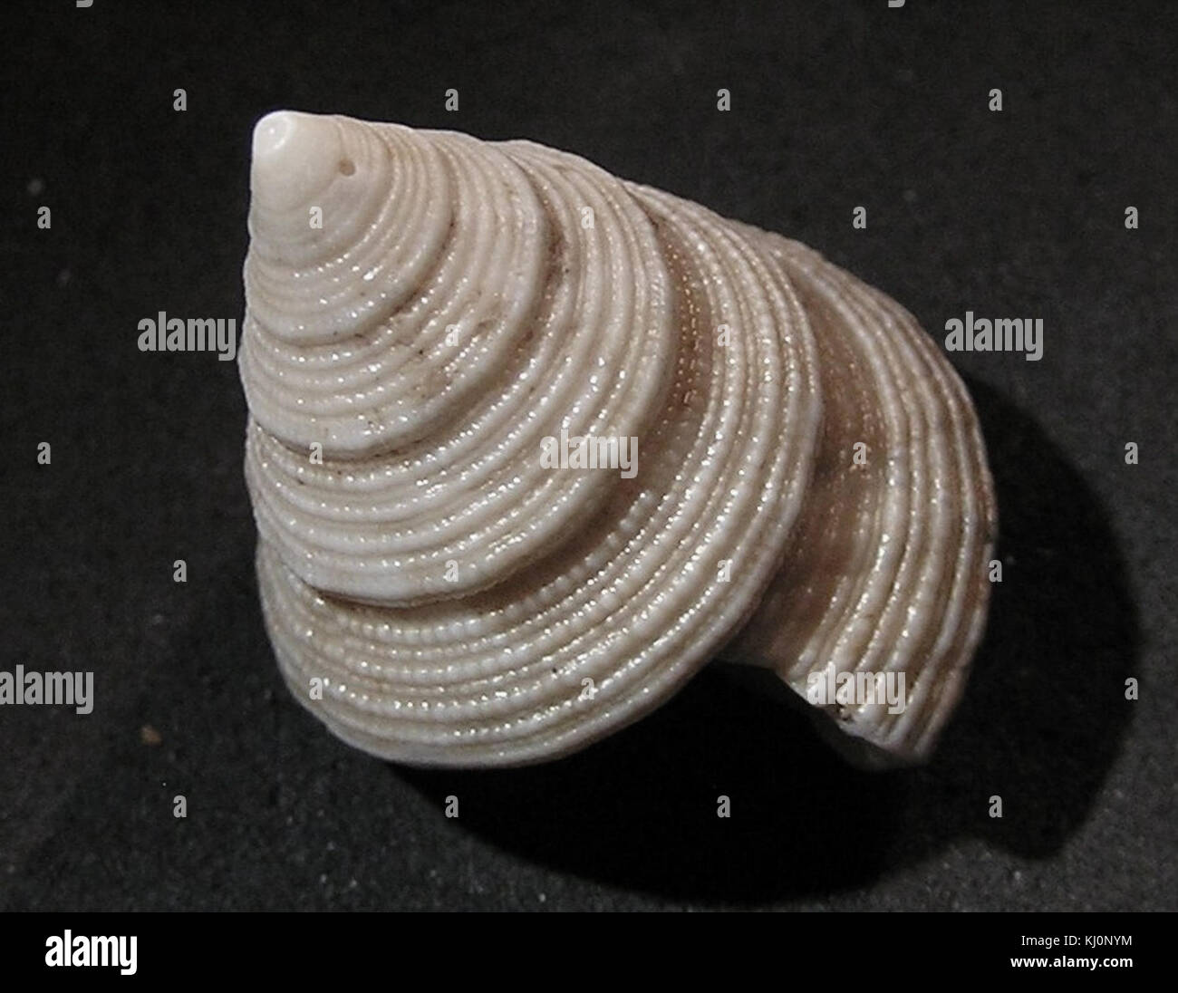 Astele similaris 002 Stock Photo - Alamy