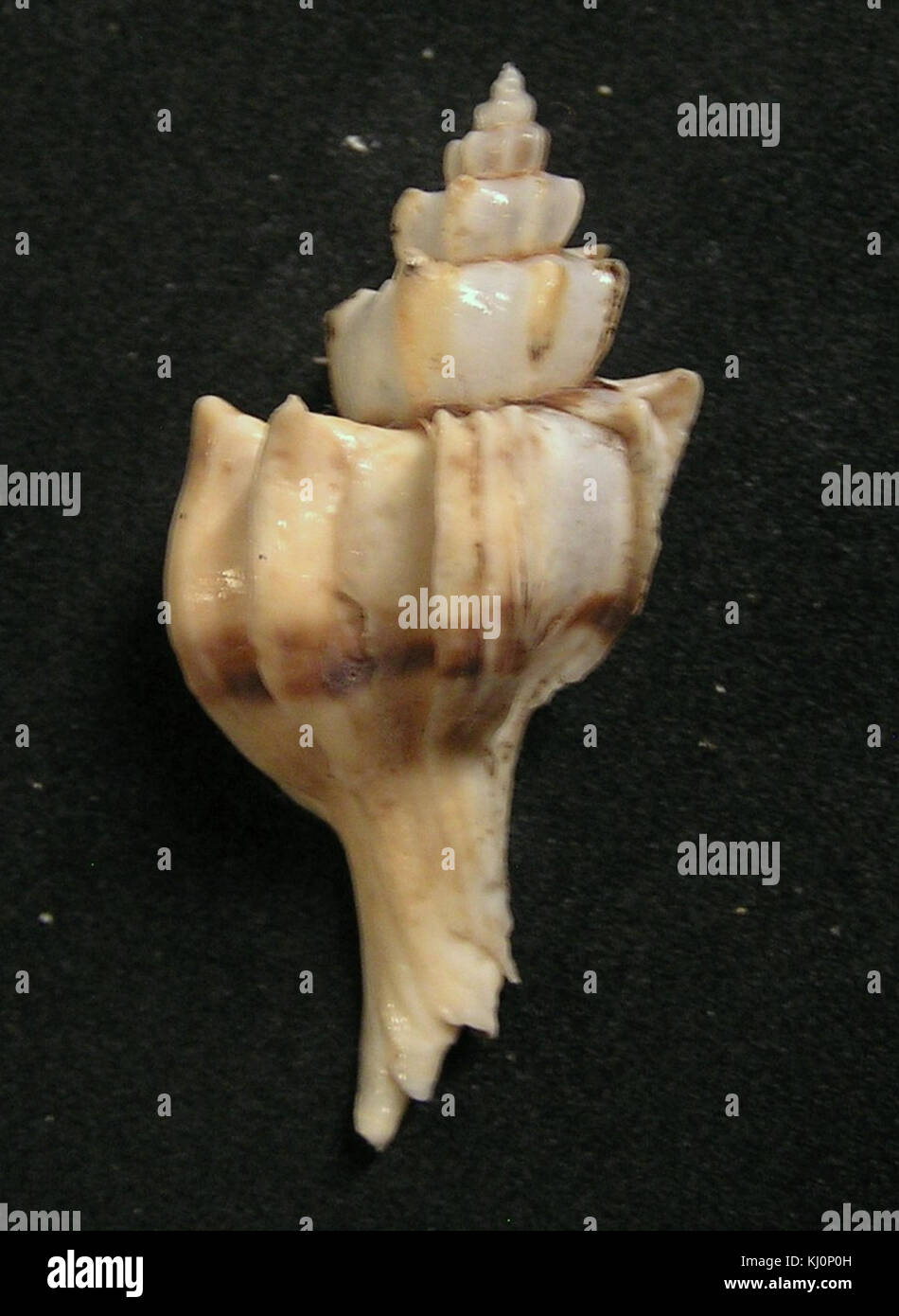 Gunneri hi-res stock photography and images - Alamy