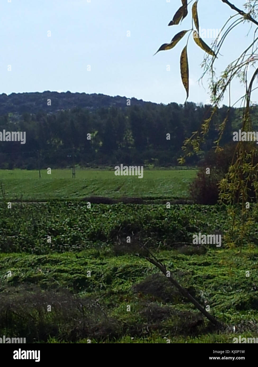 Israel 29031 Winter 2013 in Ella Valley Stock Photo - Alamy