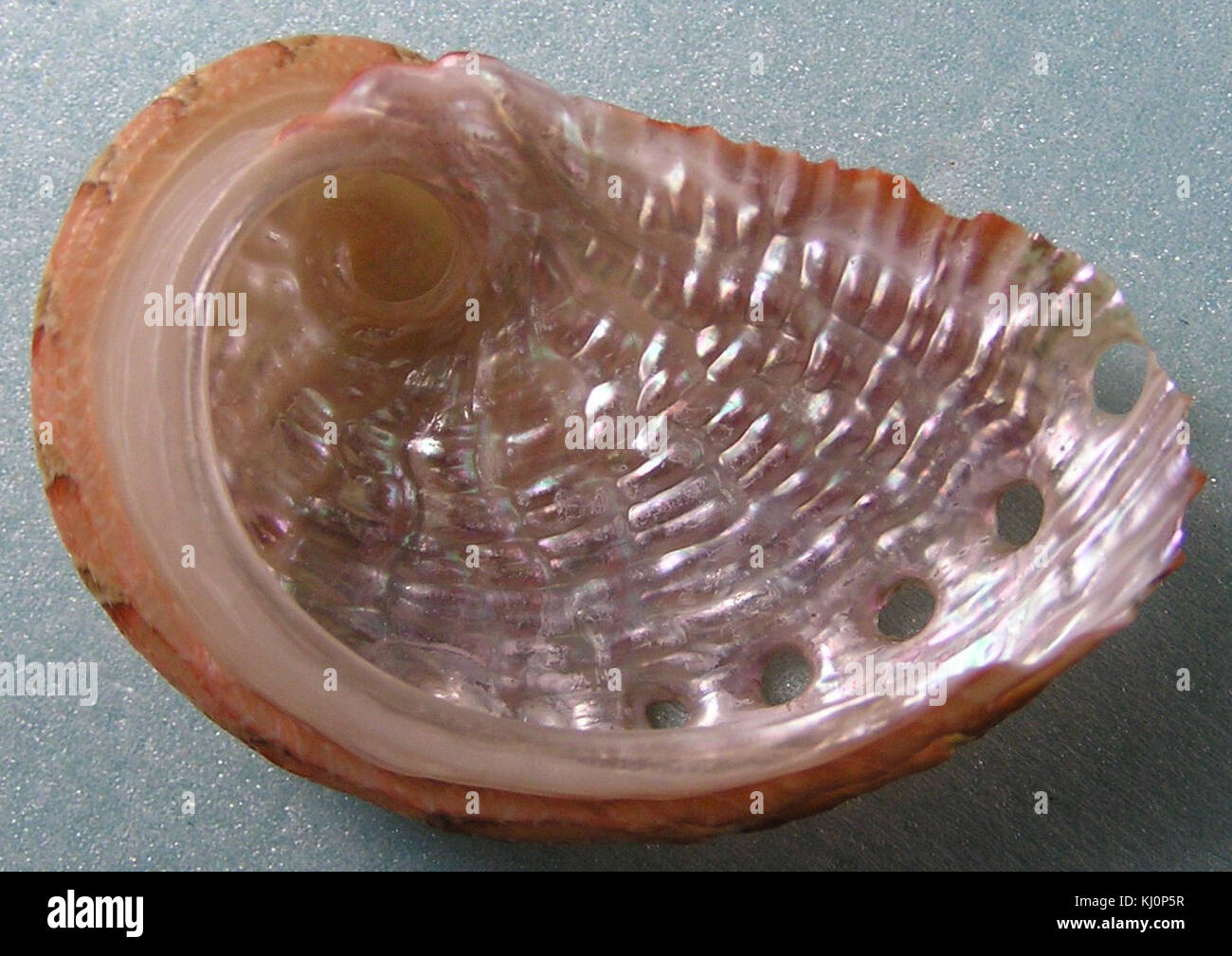 Haliotis squamosa 002 Stock Photo - Alamy