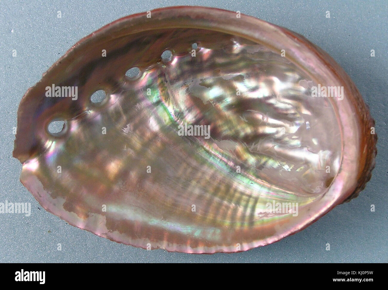 Haliotis discus 001 Stock Photo - Alamy