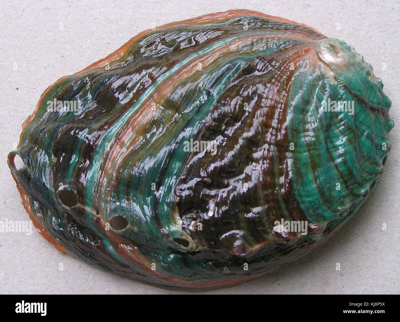 Haliotis discus hannai 001 Stock Photo - Alamy