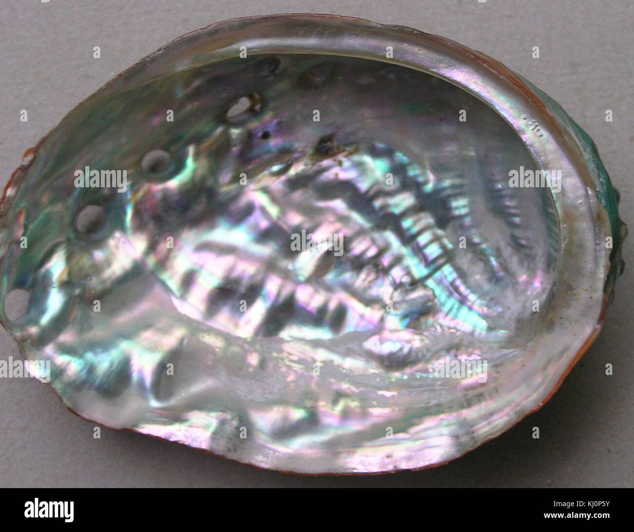 Haliotis discus hannai 002 Stock Photo - Alamy