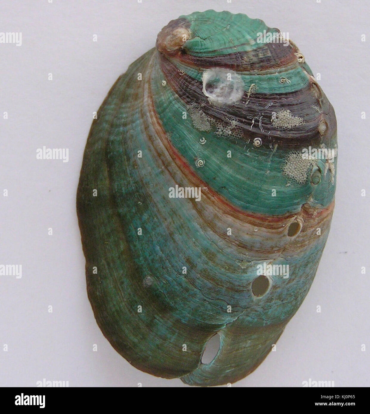 Haliotis diversicolor 001 Stock Photo - Alamy
