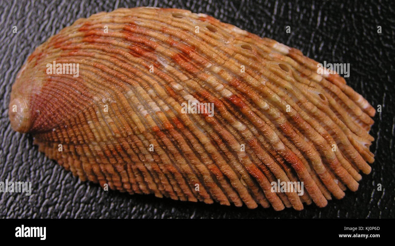 Haliotis elegans 001 Stock Photo - Alamy