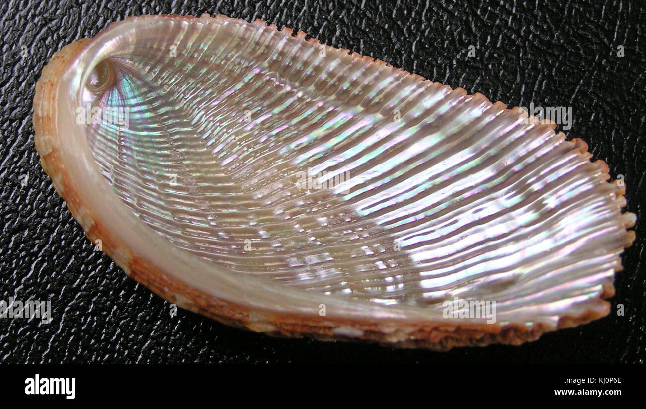 Haliotis elegans 002 Stock Photo - Alamy