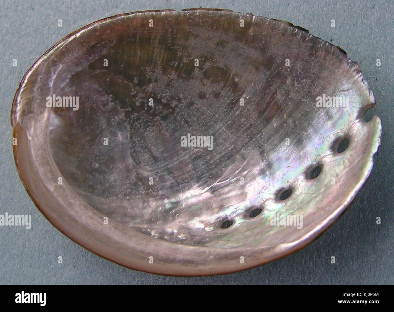 Haliotis glabra 002 Stock Photo - Alamy