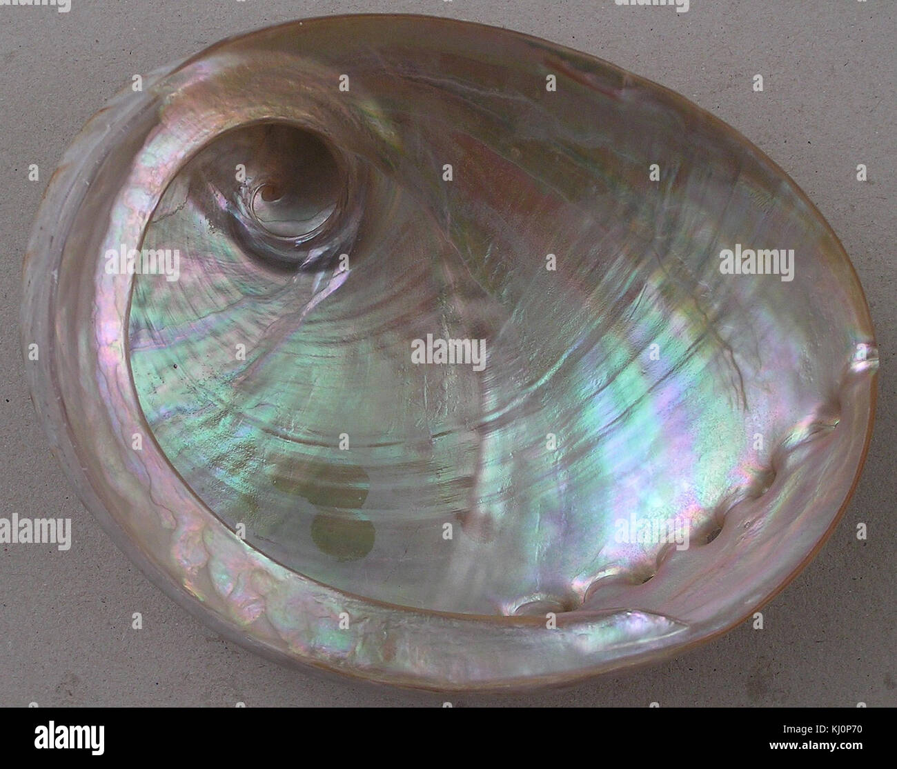 Haliotis laevigata hi-res stock photography and images - Alamy