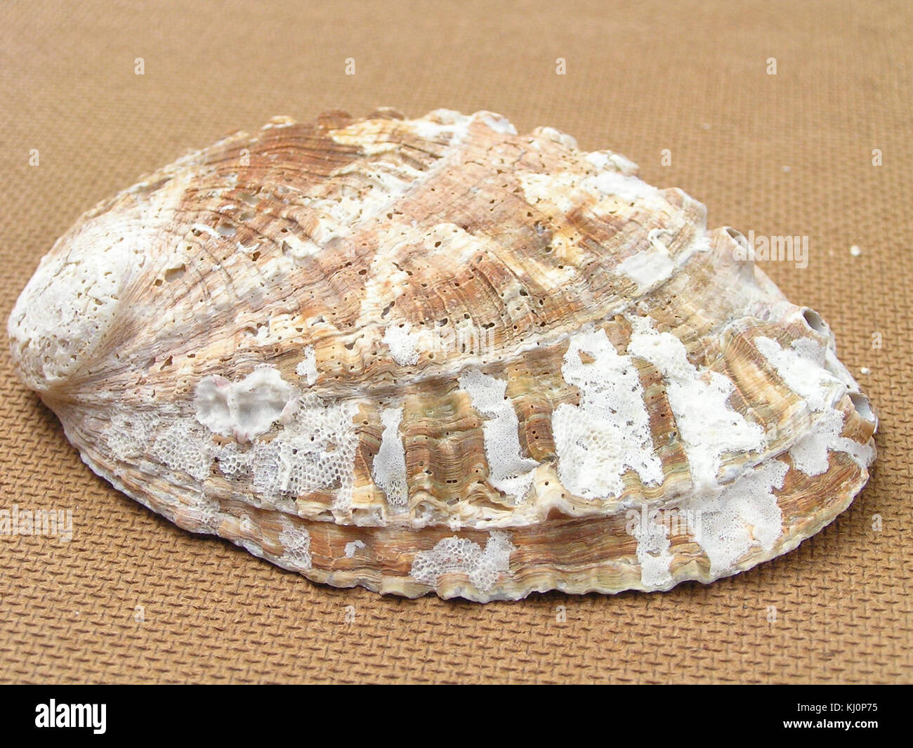 Haliotis mariae 002 Stock Photo - Alamy