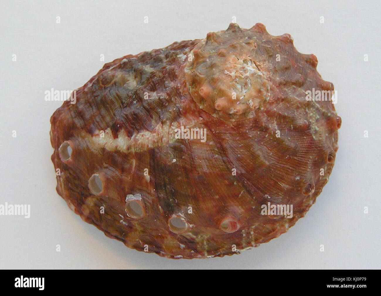 Haliotis ovina ovina hi-res stock photography and images - Alamy