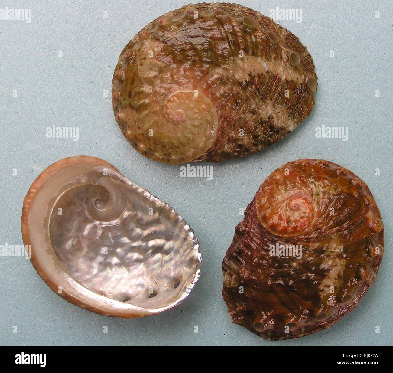 Haliotis ovina 002 Stock Photo - Alamy