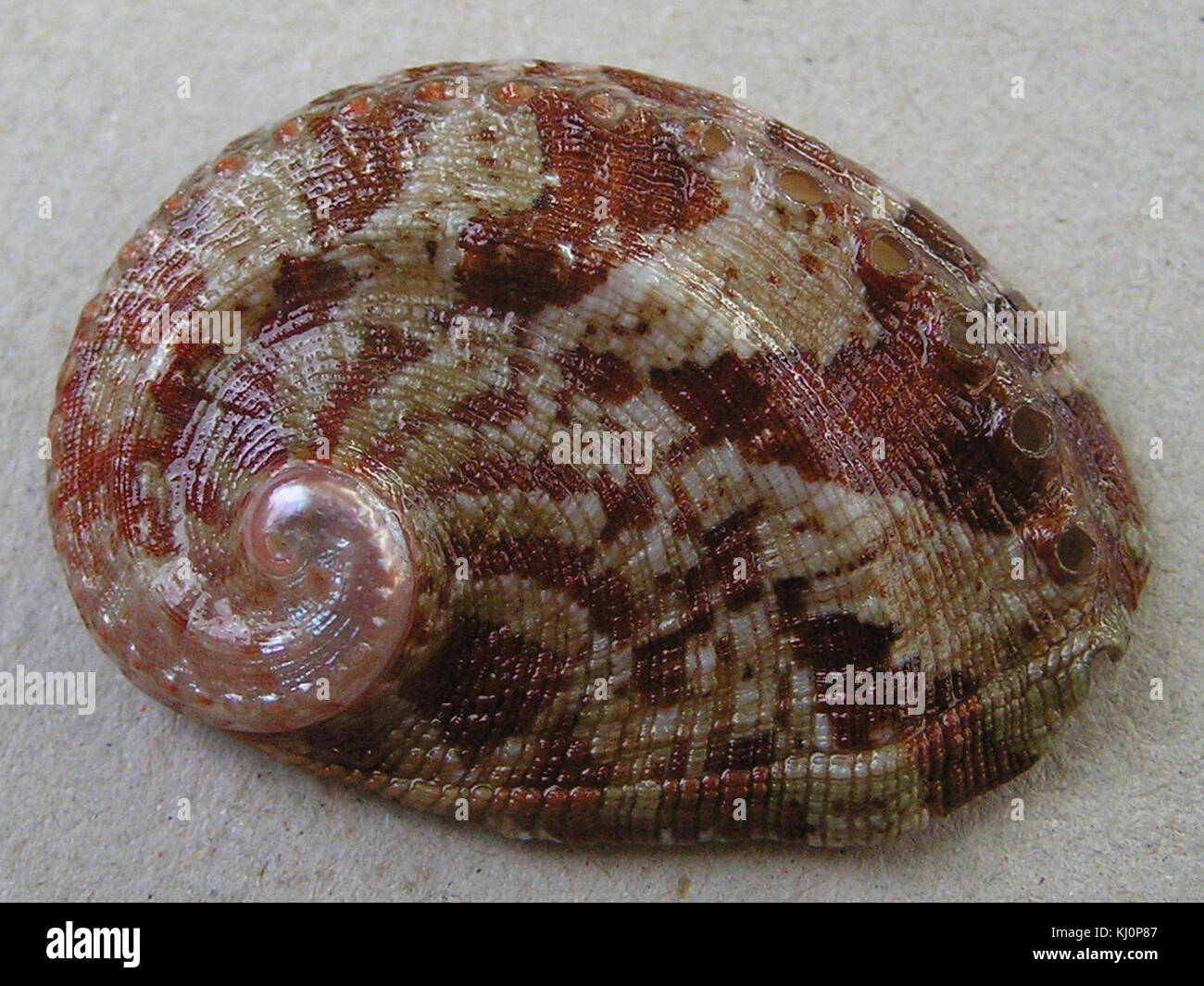 Haliotis parva 001 Stock Photo - Alamy