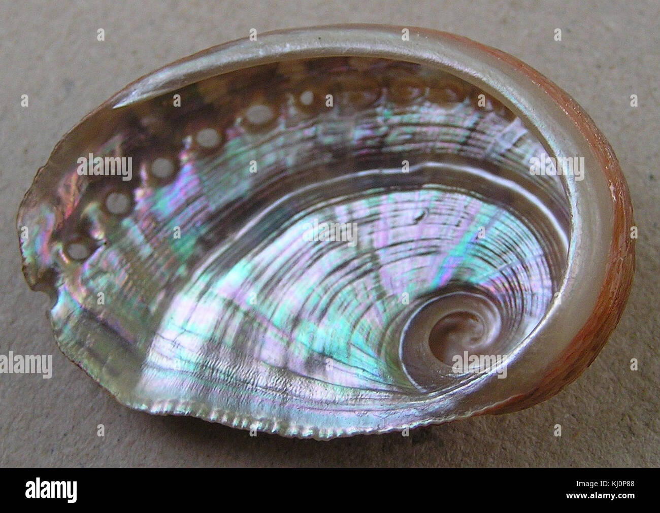 Haliotis parva 002 Stock Photo - Alamy