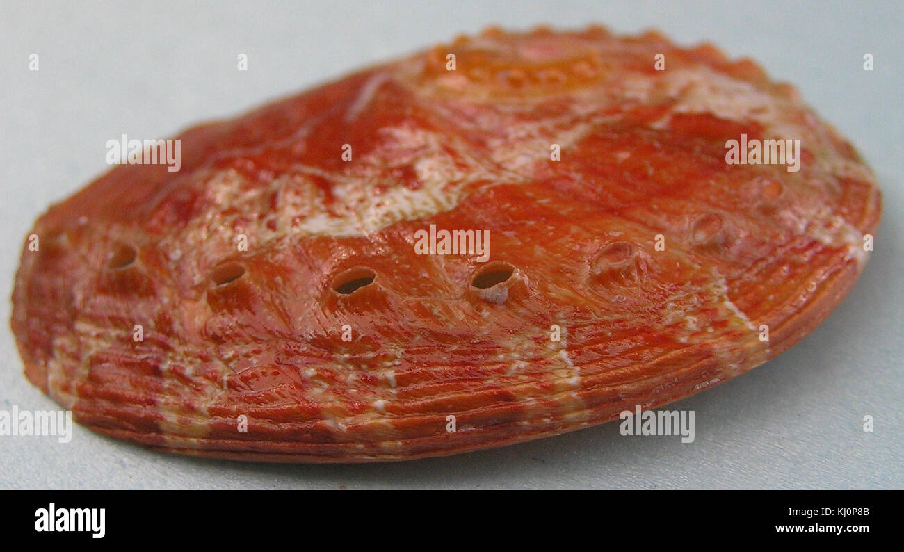 Haliotis ovina ovina 003 Stock Photo - Alamy