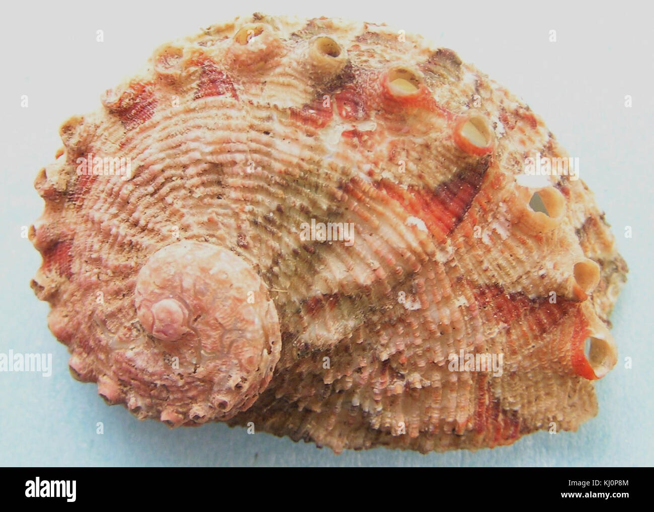Haliotis queketti 001 Stock Photo - Alamy