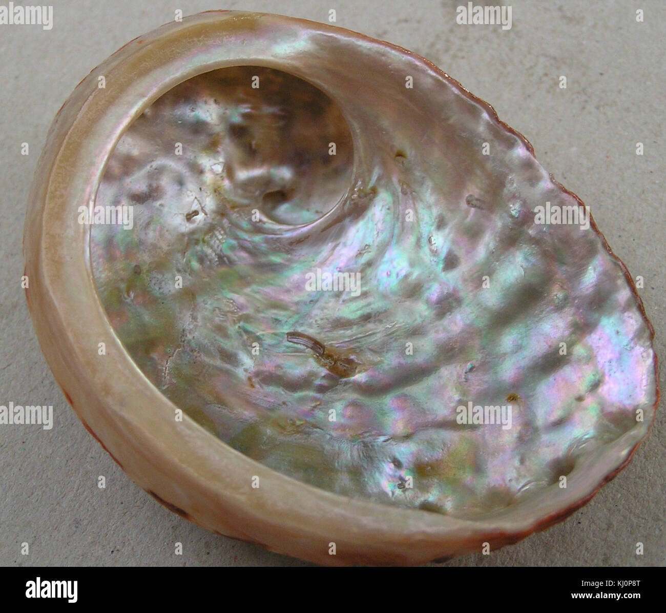 Haliotis roei 003 Stock Photo - Alamy