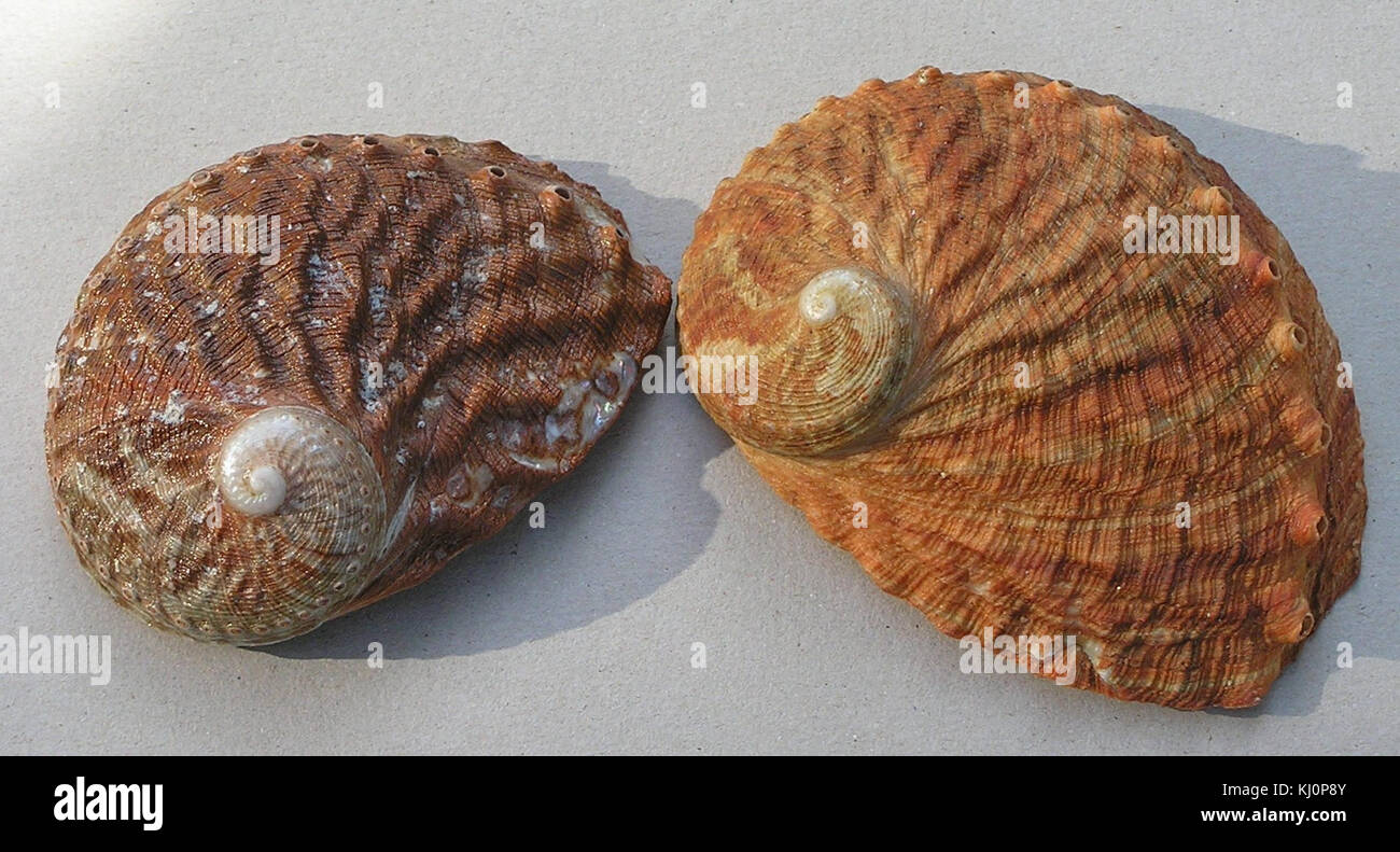 Haliotis rubra 003 Stock Photo - Alamy
