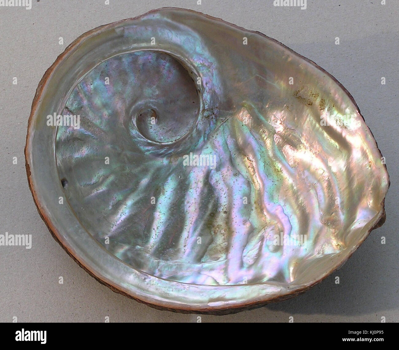 Haliotis conicopora hi-res stock photography and images - Alamy