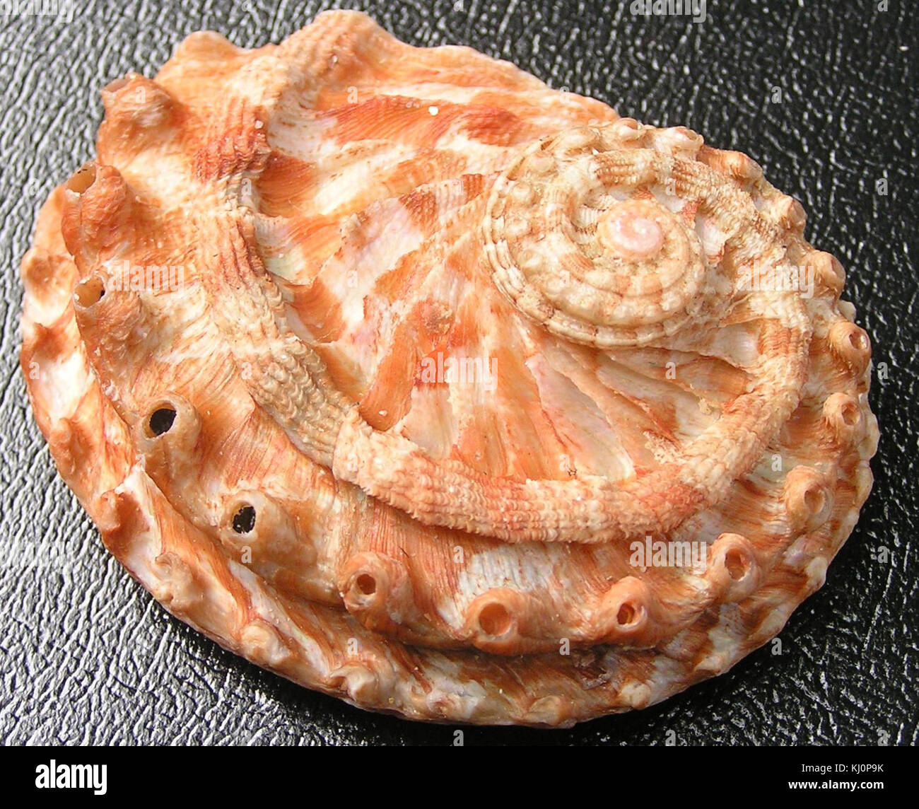 Haliotis scalaris hi-res stock photography and images - Alamy
