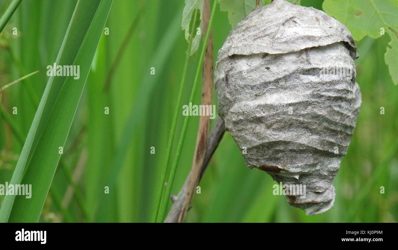 Hornet behavior hi-res stock photography and images - Alamy