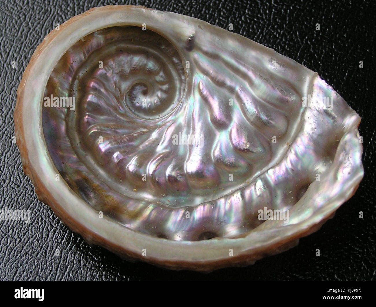 Haliotis scalaris 003 Stock Photo - Alamy