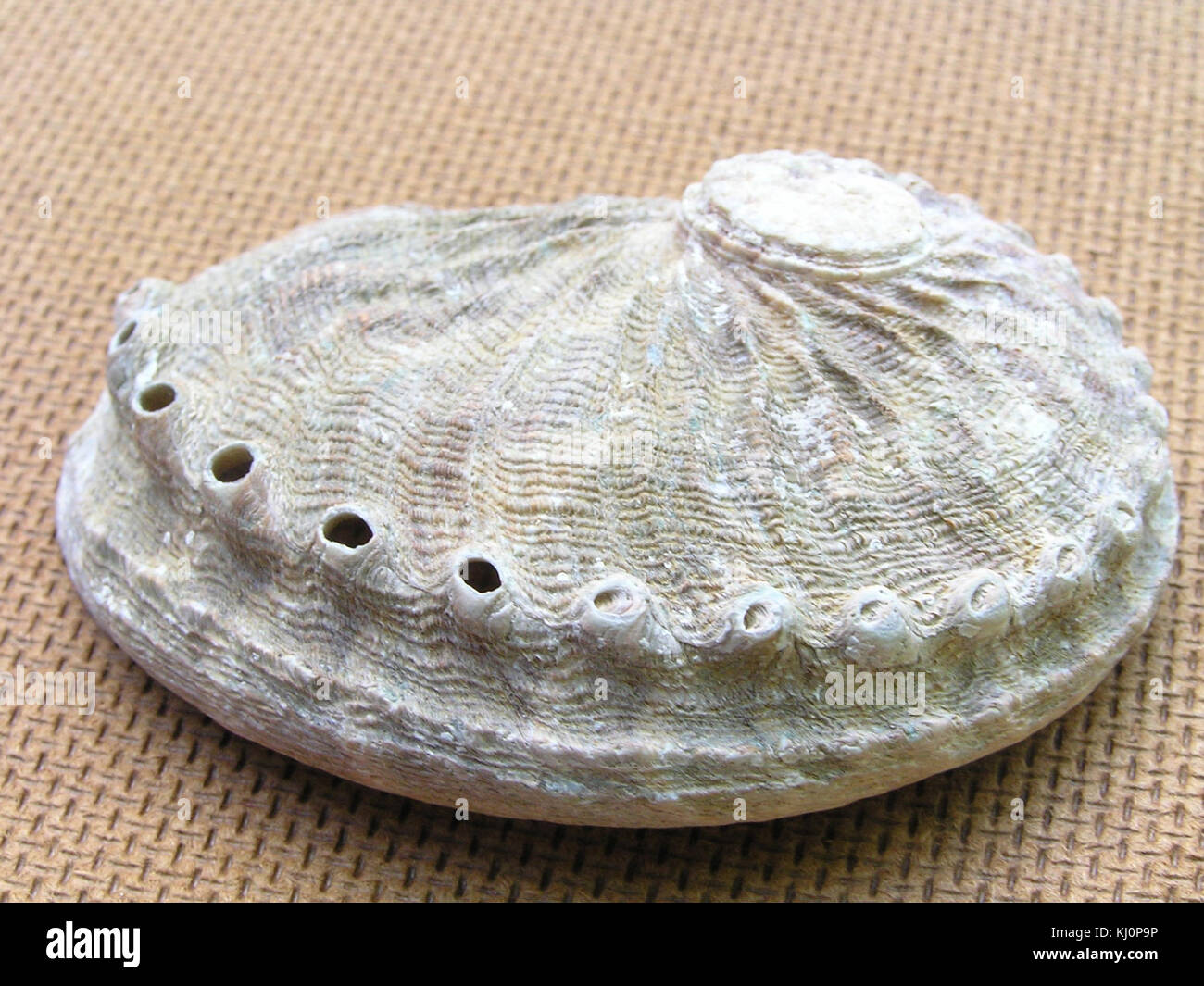 Haliotis scalaris hi-res stock photography and images - Alamy