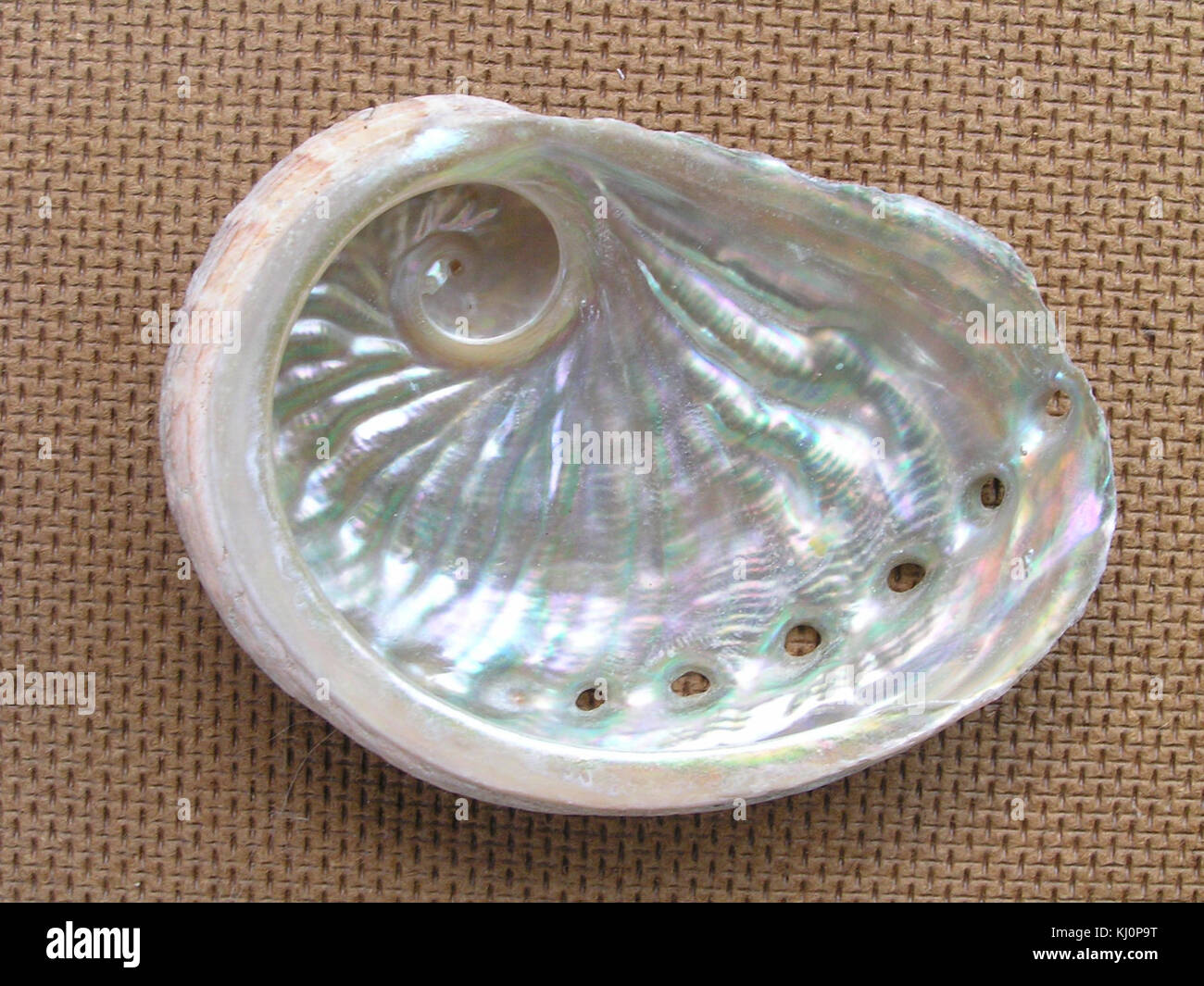 Haliotis scalaris emmae 003 Stock Photo - Alamy