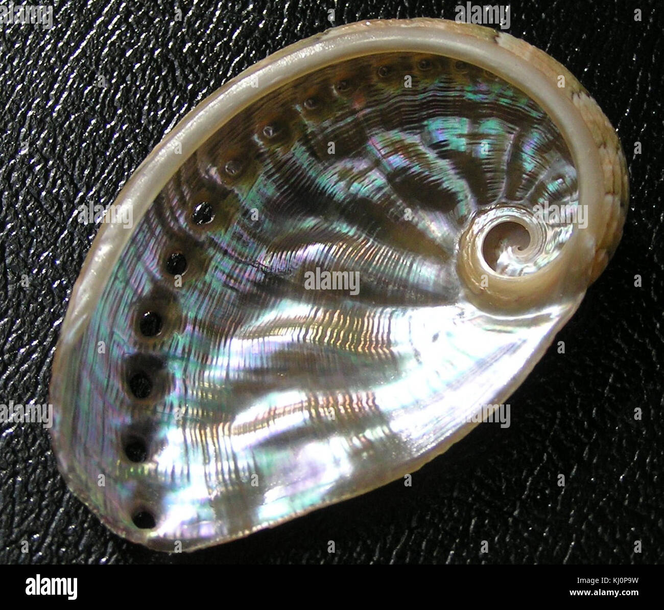 Haliotis semiplicata 002 Stock Photo - Alamy