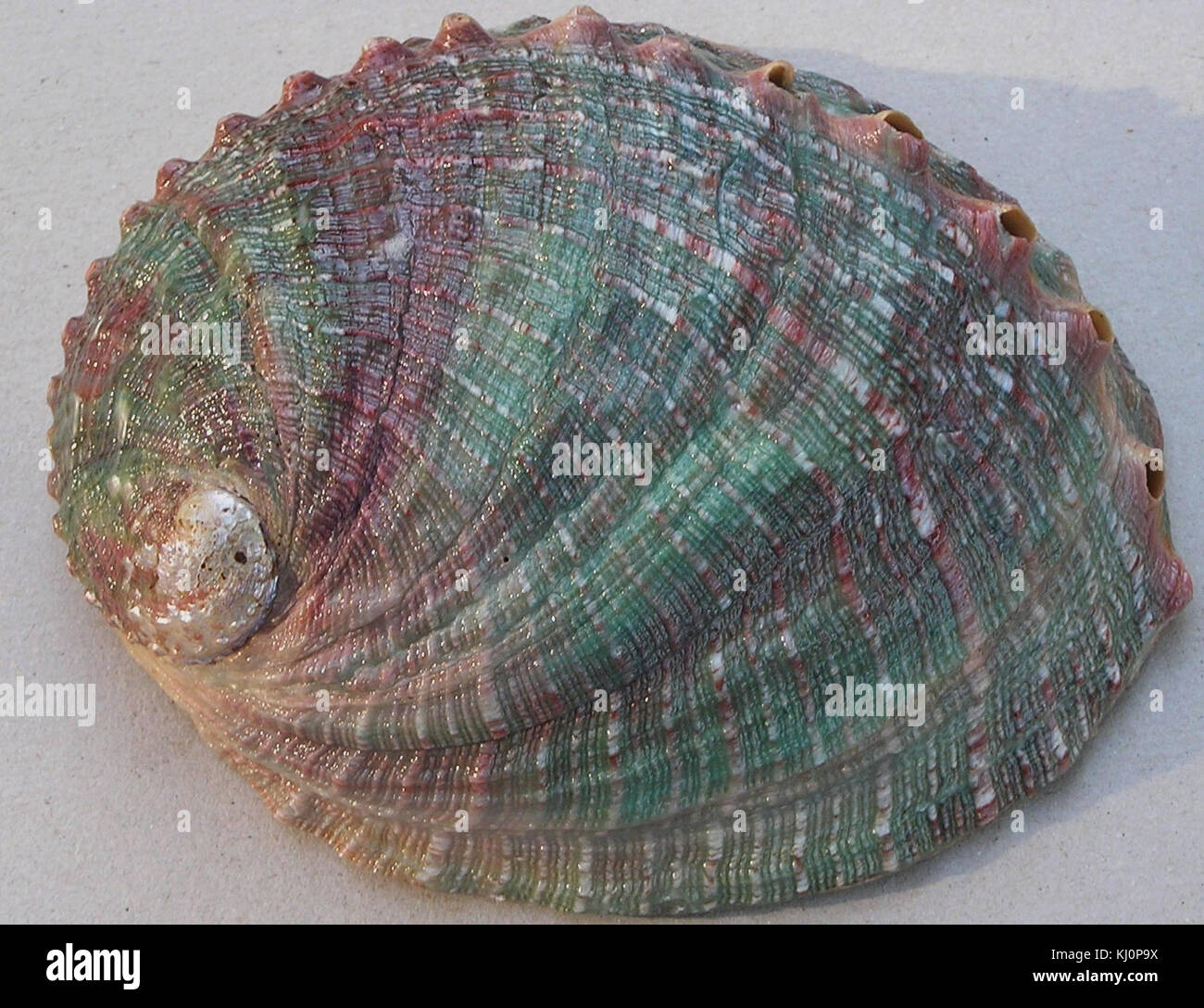 Haliotis sorenseni 001 Stock Photo - Alamy