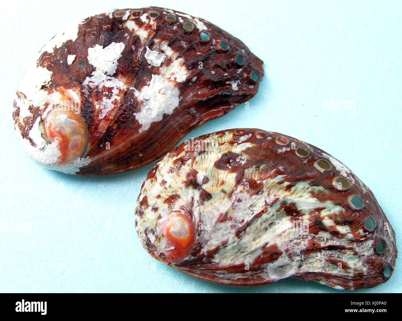 Haliotis spadicea 001 Stock Photo - Alamy