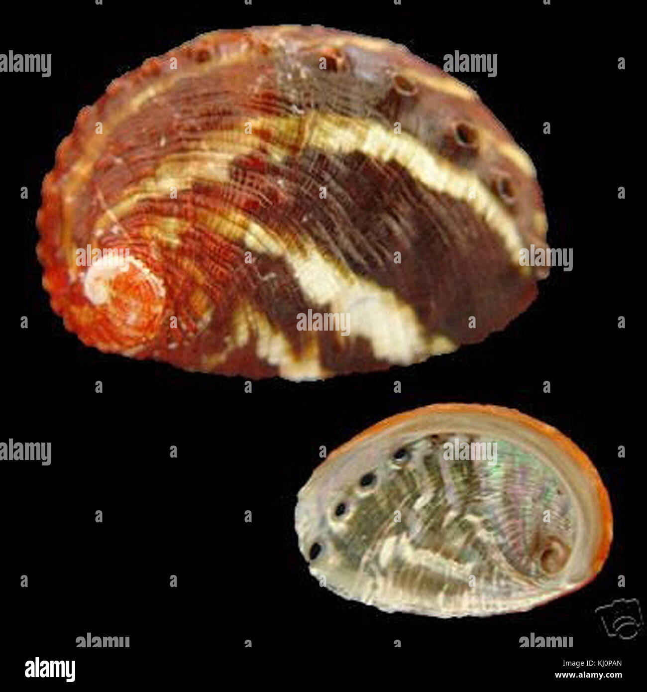 Haliotis varia hi-res stock photography and images - Alamy