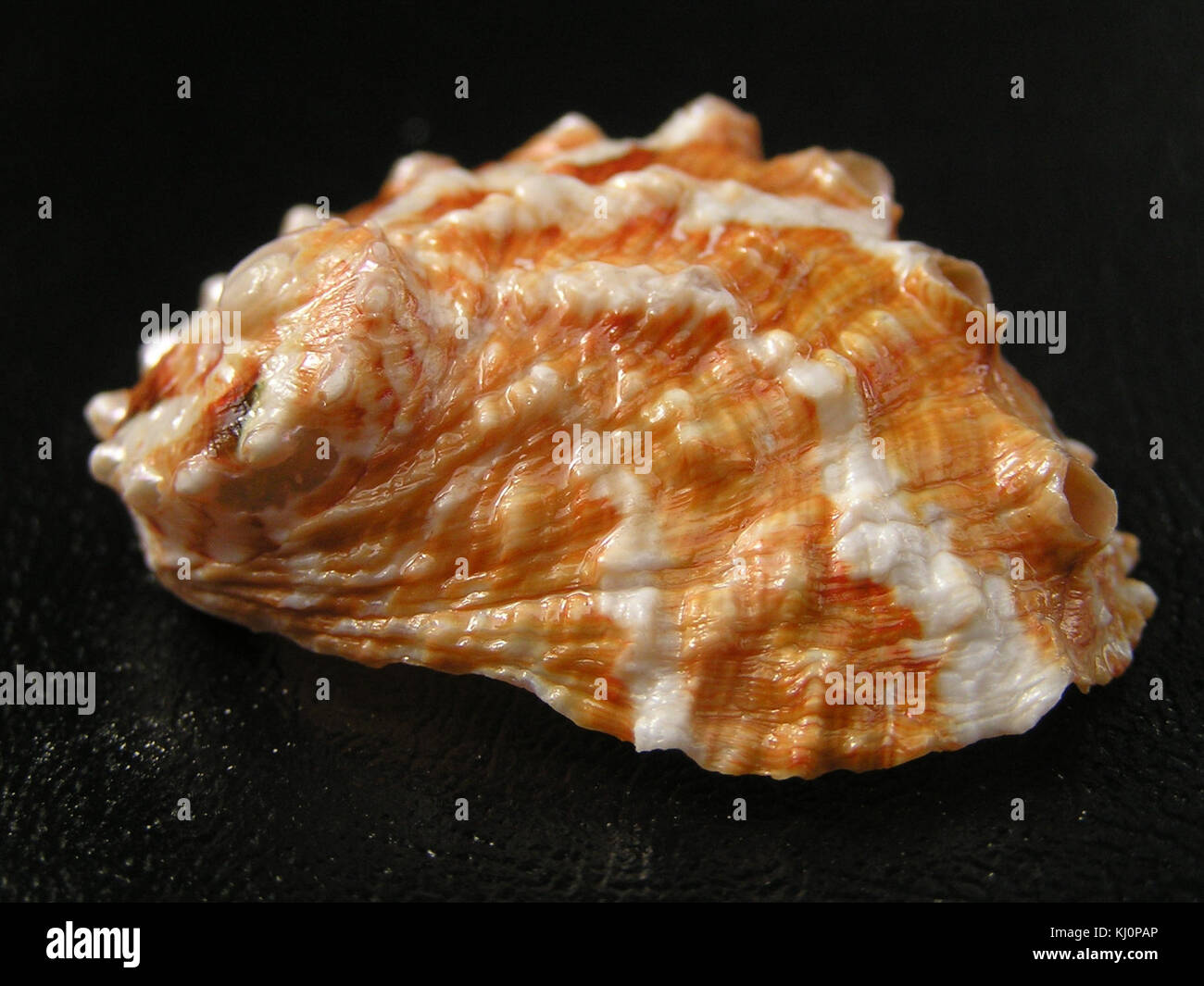 Haliotis ovina volcanius 001 Stock Photo - Alamy