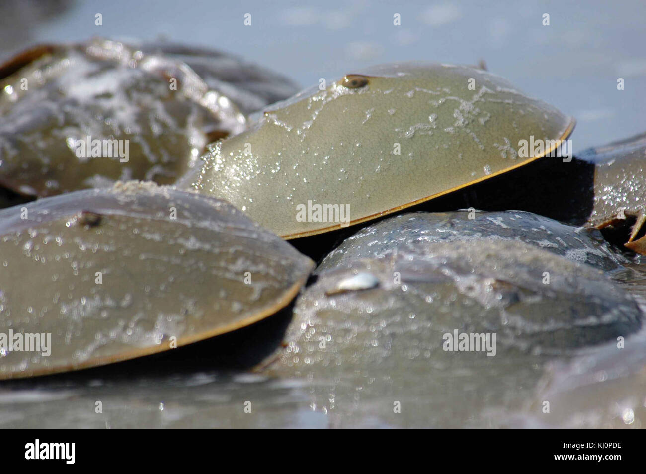 Horseshoe crabs marine arthropods hi-res stock photography and images ...