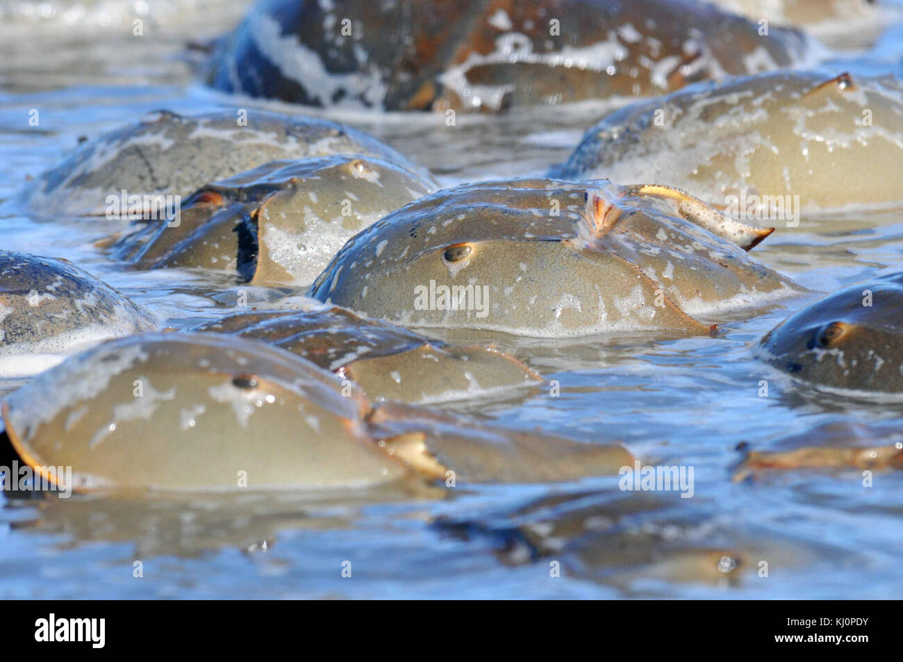 Horseshoe crabs marine arthropods hi-res stock photography and images ...