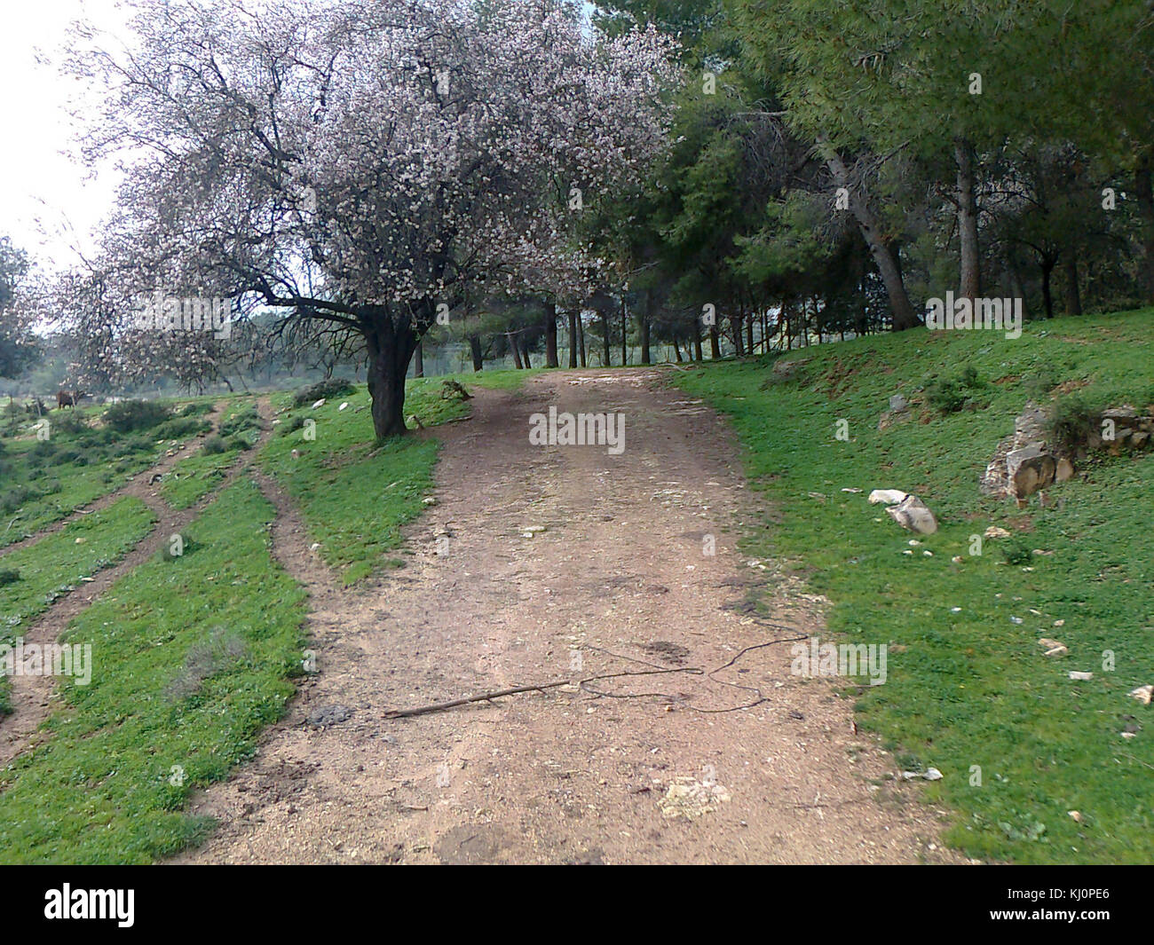 Israel 30112 Almond tree Biria Forest Stock Photo - Alamy