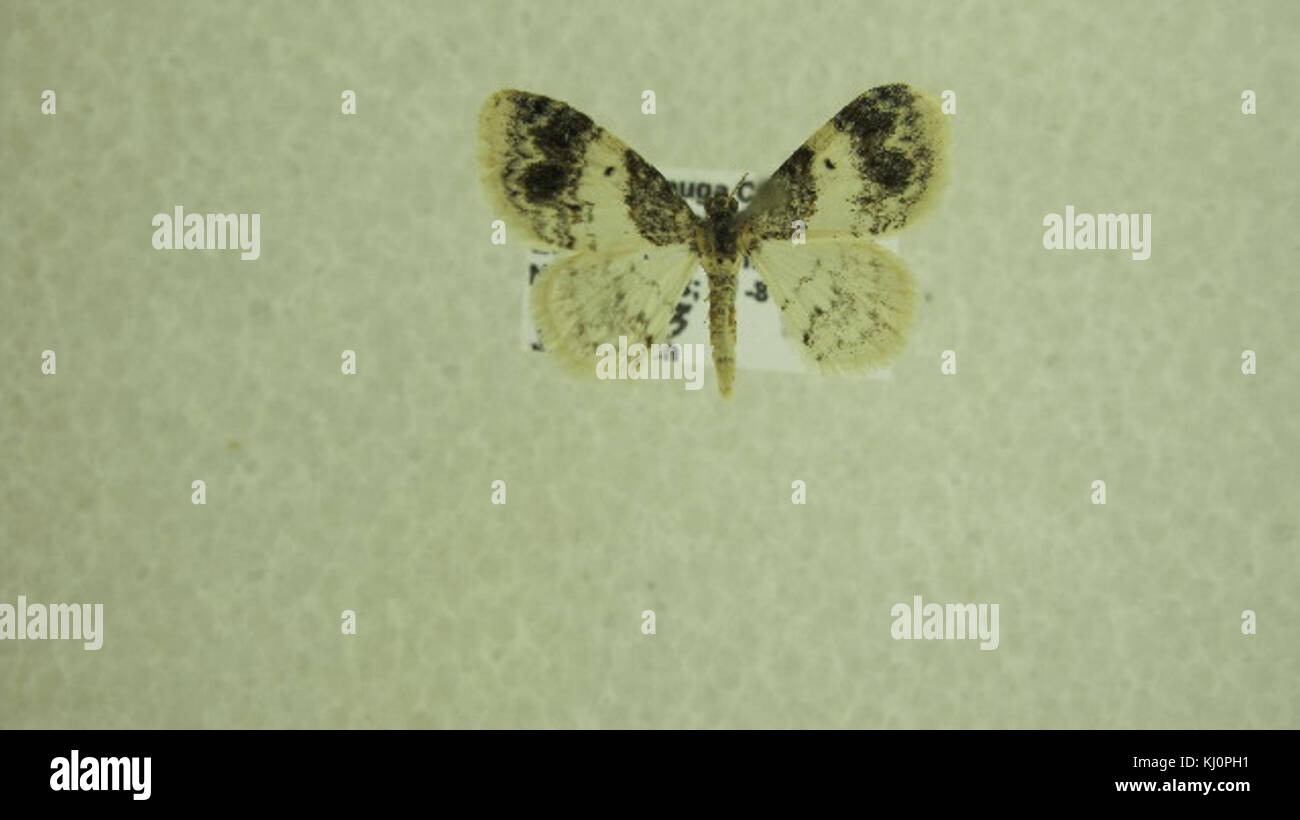 Hydrelia hi-res stock photography and images - Alamy