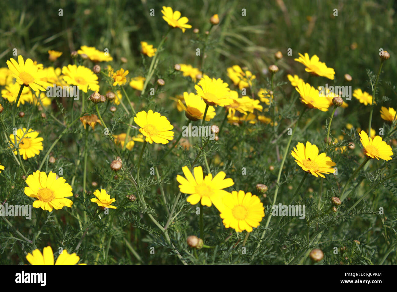 Israel 32760 Glebionis coronaria Stock Photo - Alamy