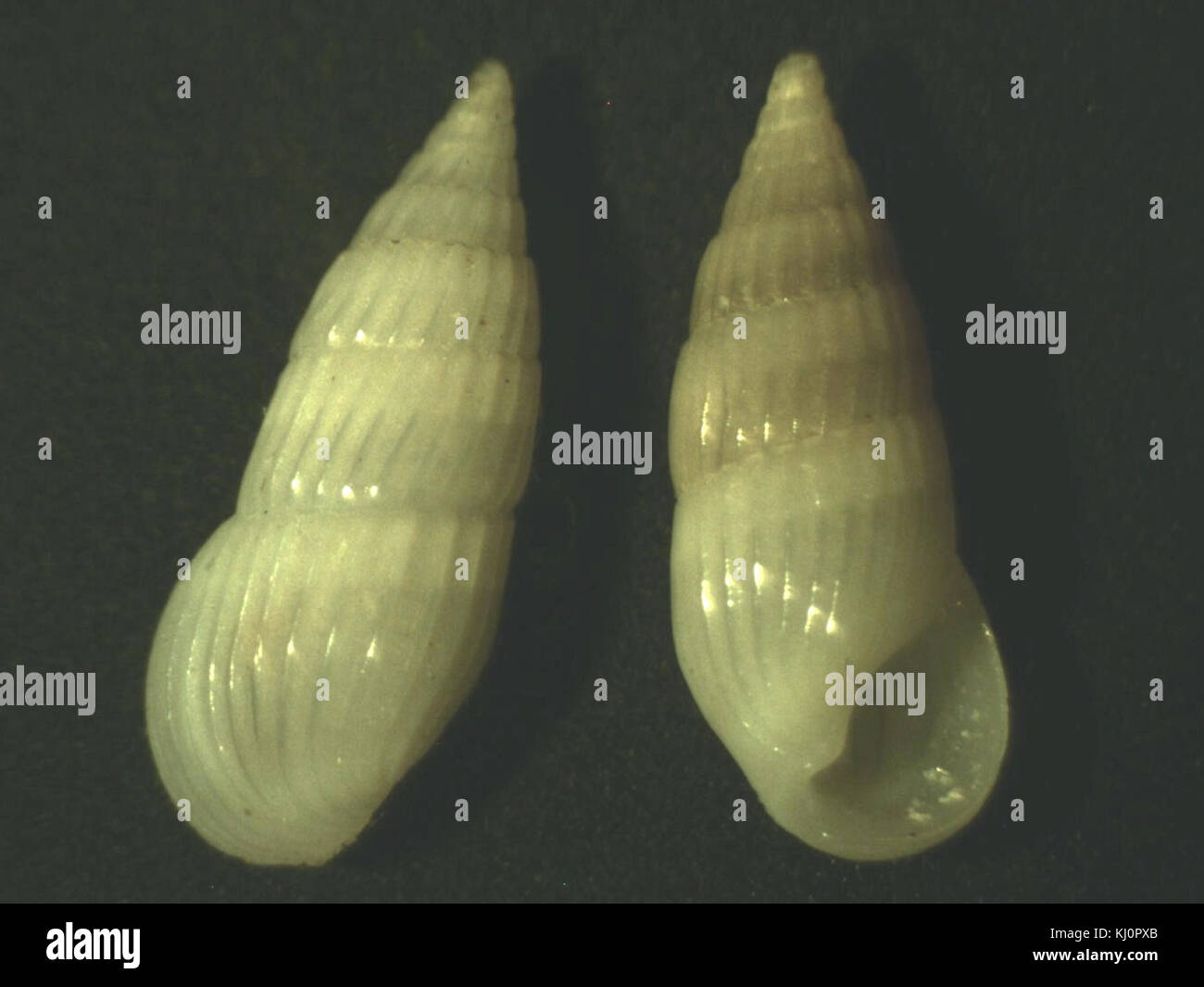 Rissoina ambigua 001 Stock Photo - Alamy