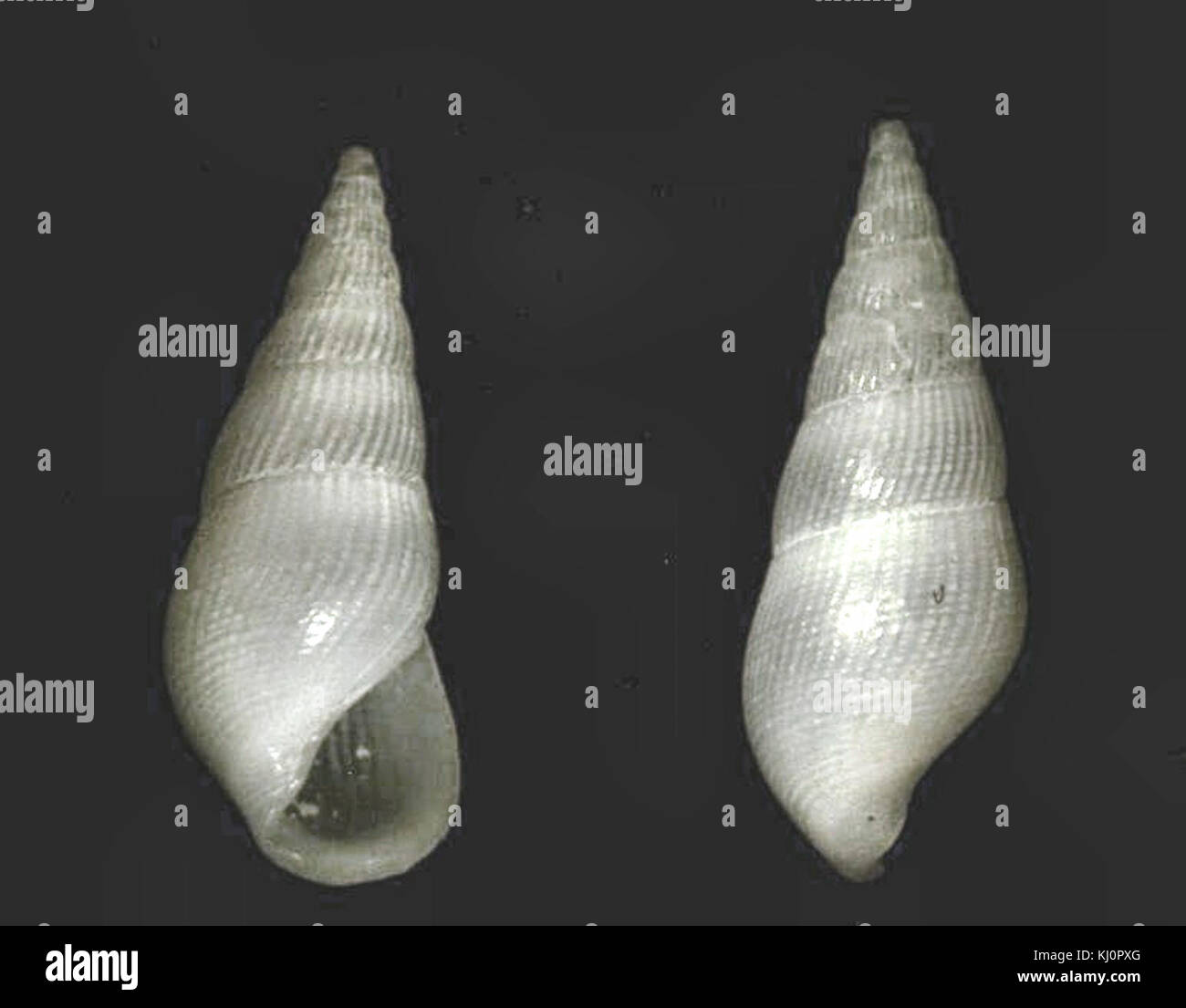 Rissoidae hi-res stock photography and images - Alamy