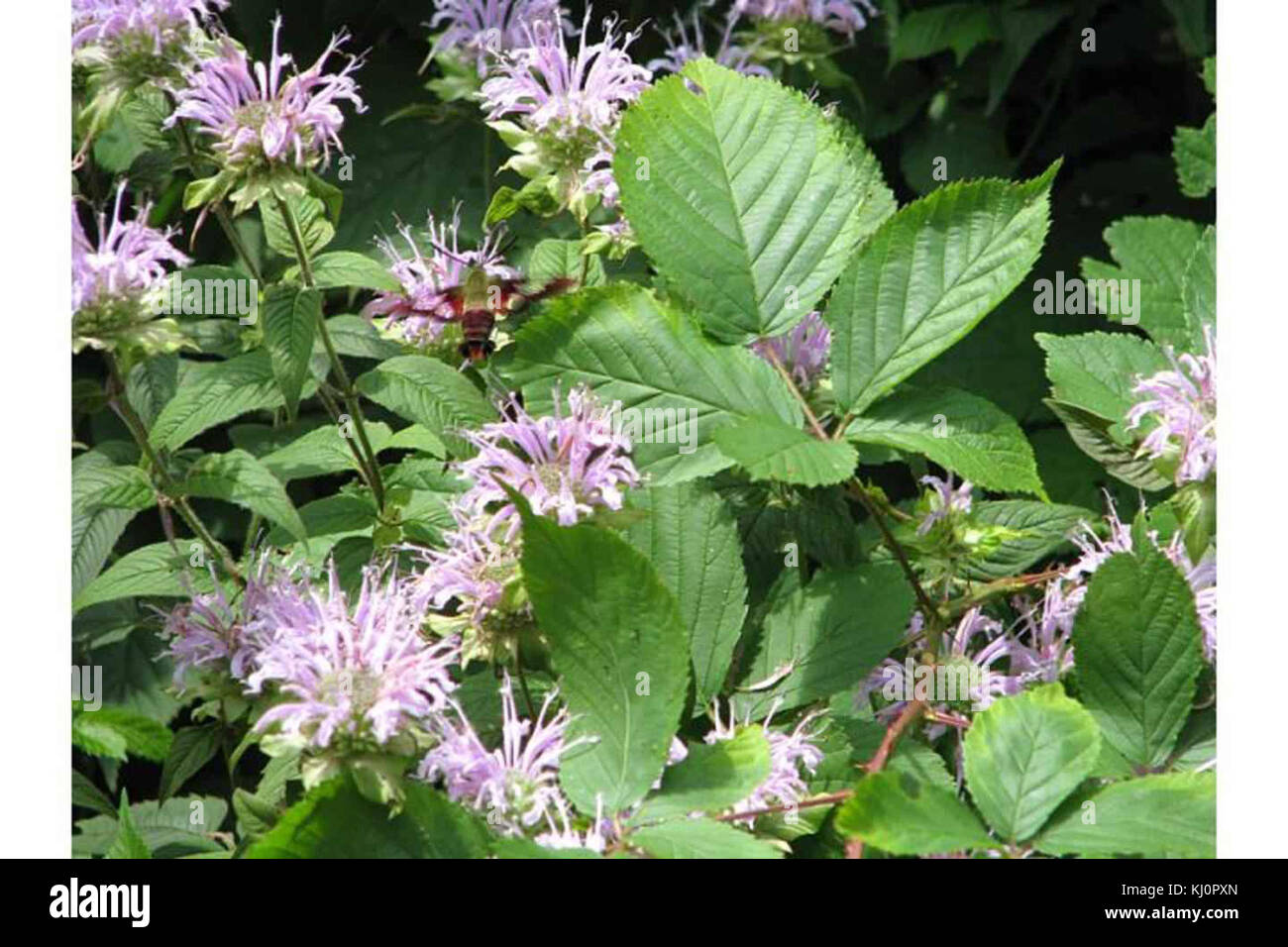 Hummingbird moth observation hi-res stock photography and images - Alamy