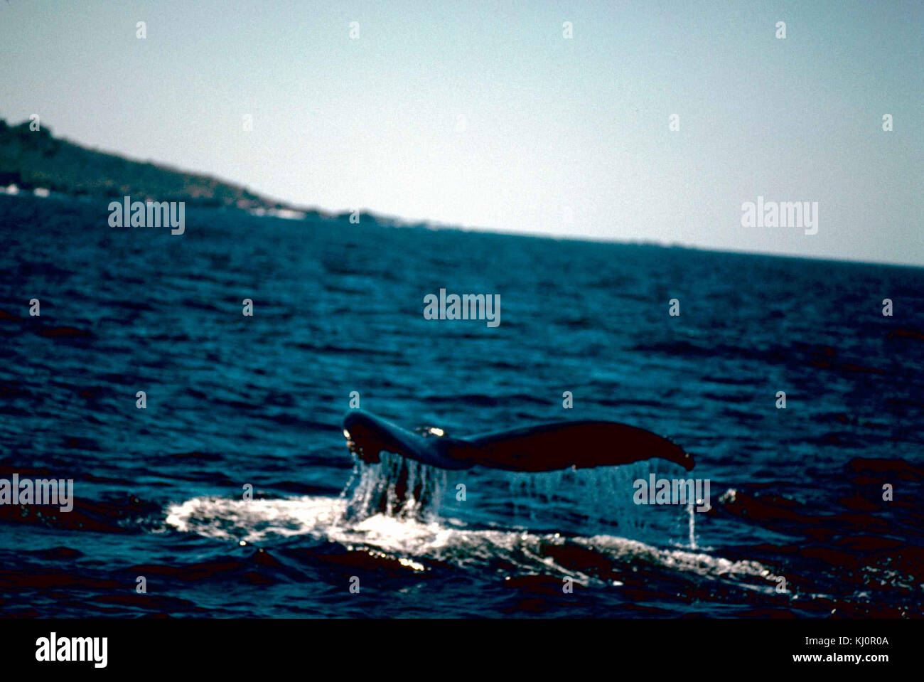 Humpback whale in ocean Stock Photo - Alamy