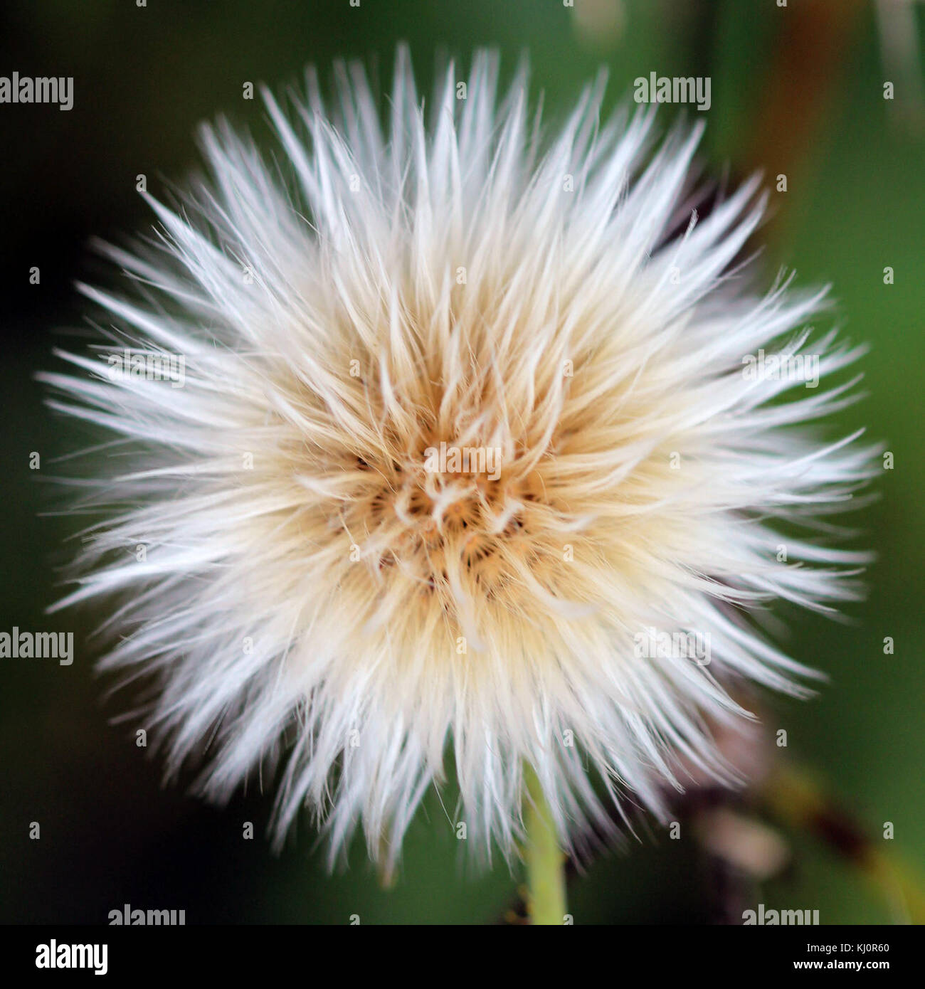 Old thistle illustration hi-res stock photography and images - Alamy