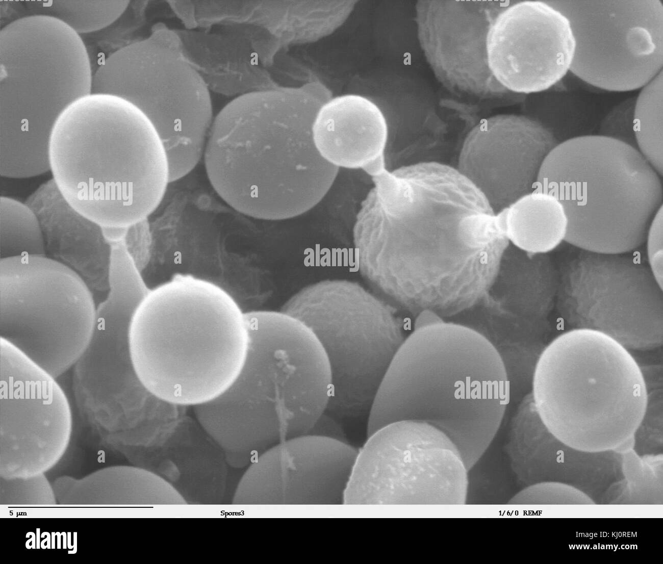 Agaricus bisporus spores SEM 3 Stock Photo - Alamy
