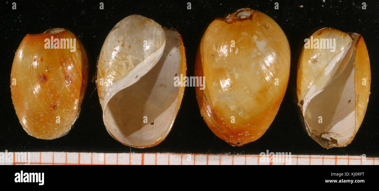 Akera bullata shell Stock Photo - Alamy