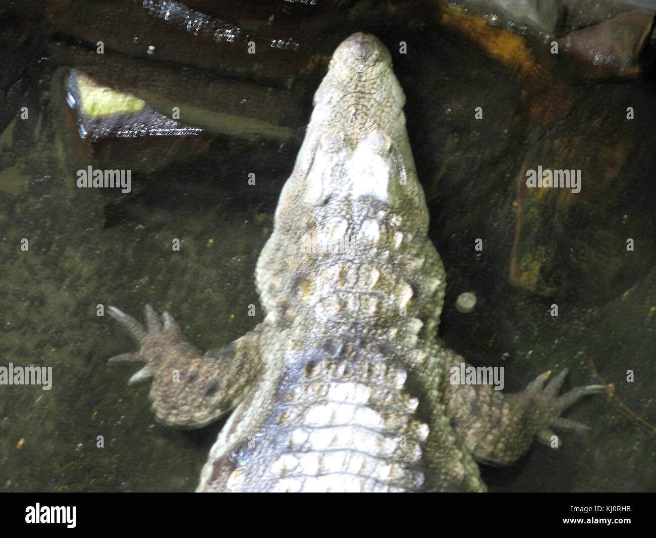 Alligator tail anatomy hi-res stock photography and images - Alamy