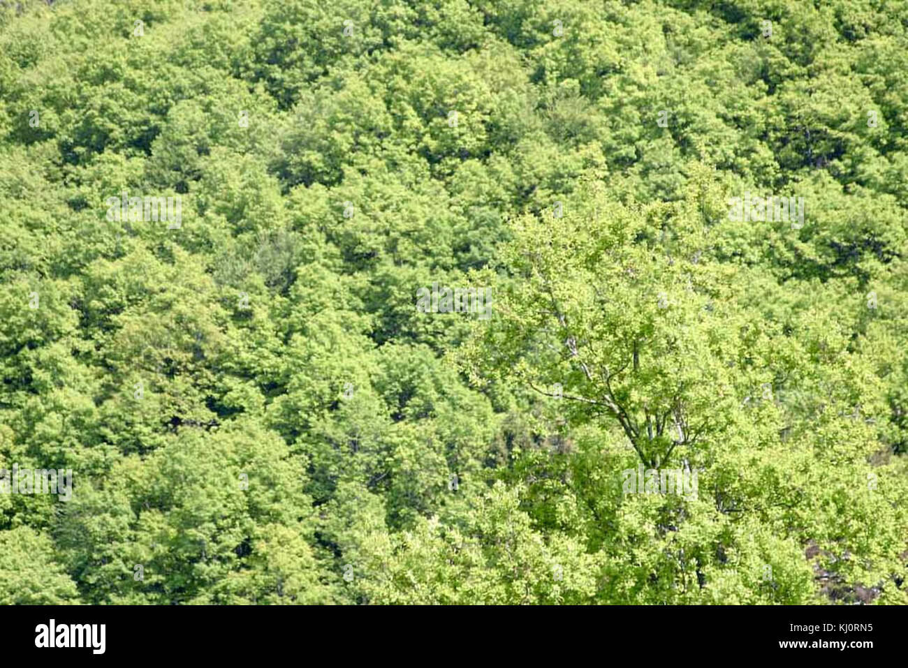 Amazon green forest Stock Photo - Alamy